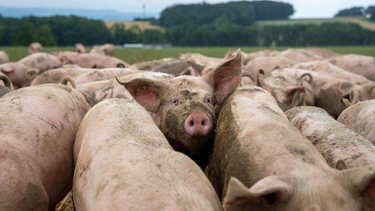 Zurich: Les 520 gorets ont fini dans la gamelle de nos animaux de ...