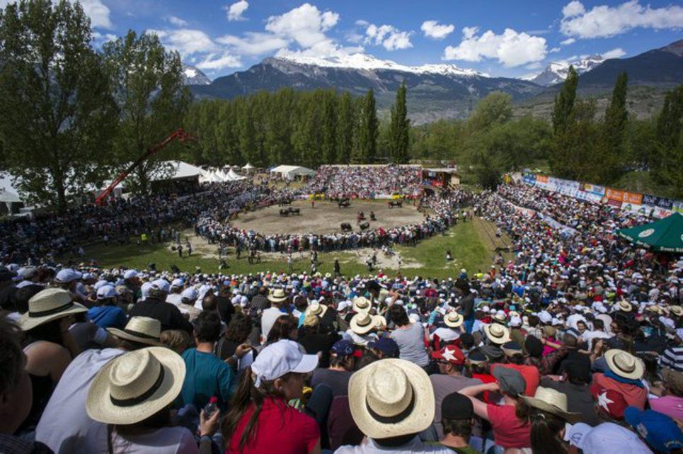 Combats de reines – «Cobra» sacrée reine nationale à Aproz | Tribune de Genève