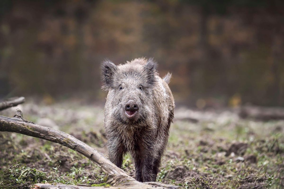 Wildpark Bruderhaus in Winterthur: Zwei Wildschweine entkommen dank ...