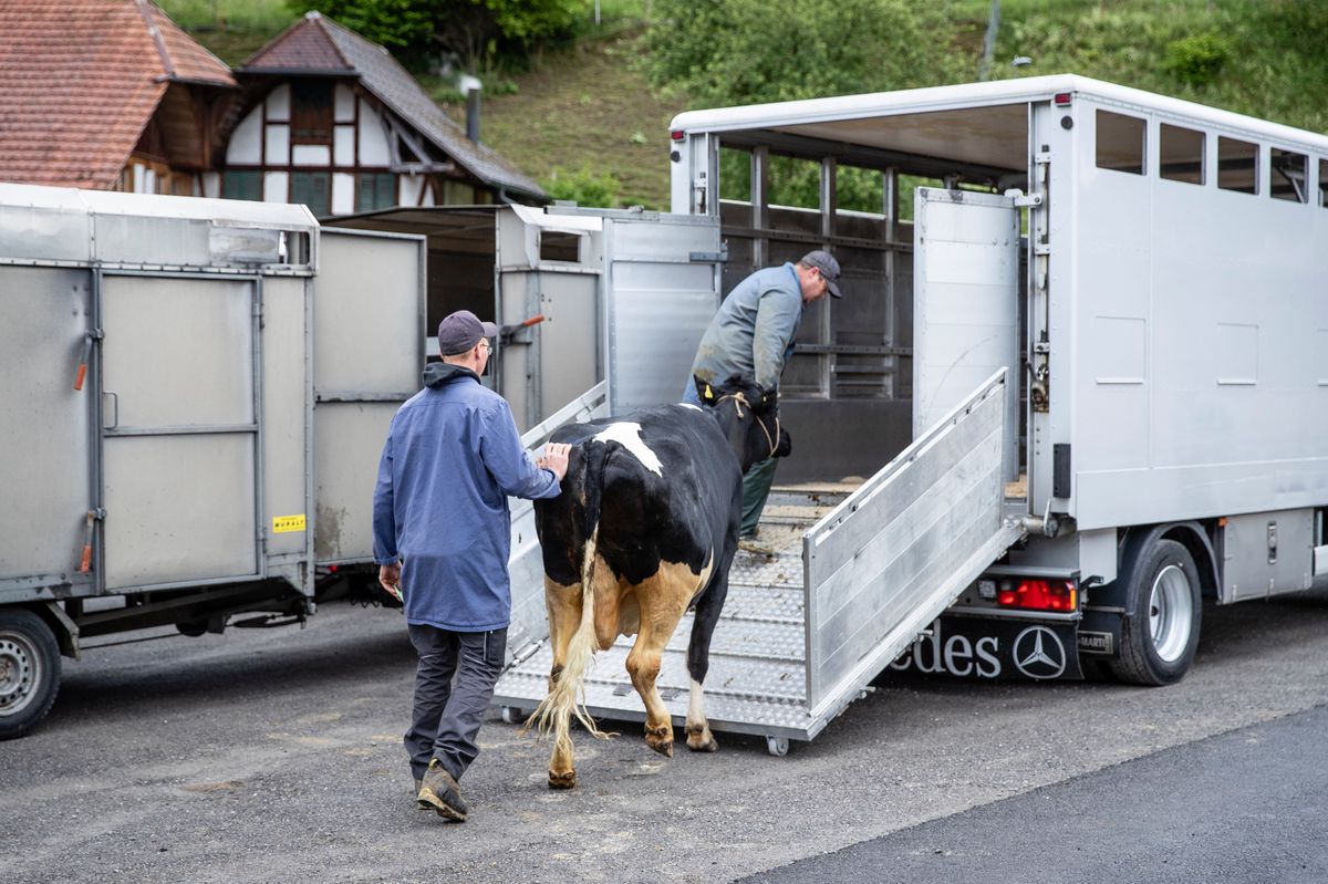 Schlachthöfe in der Schweiz: Immer weniger Betriebe und immer längere ...
