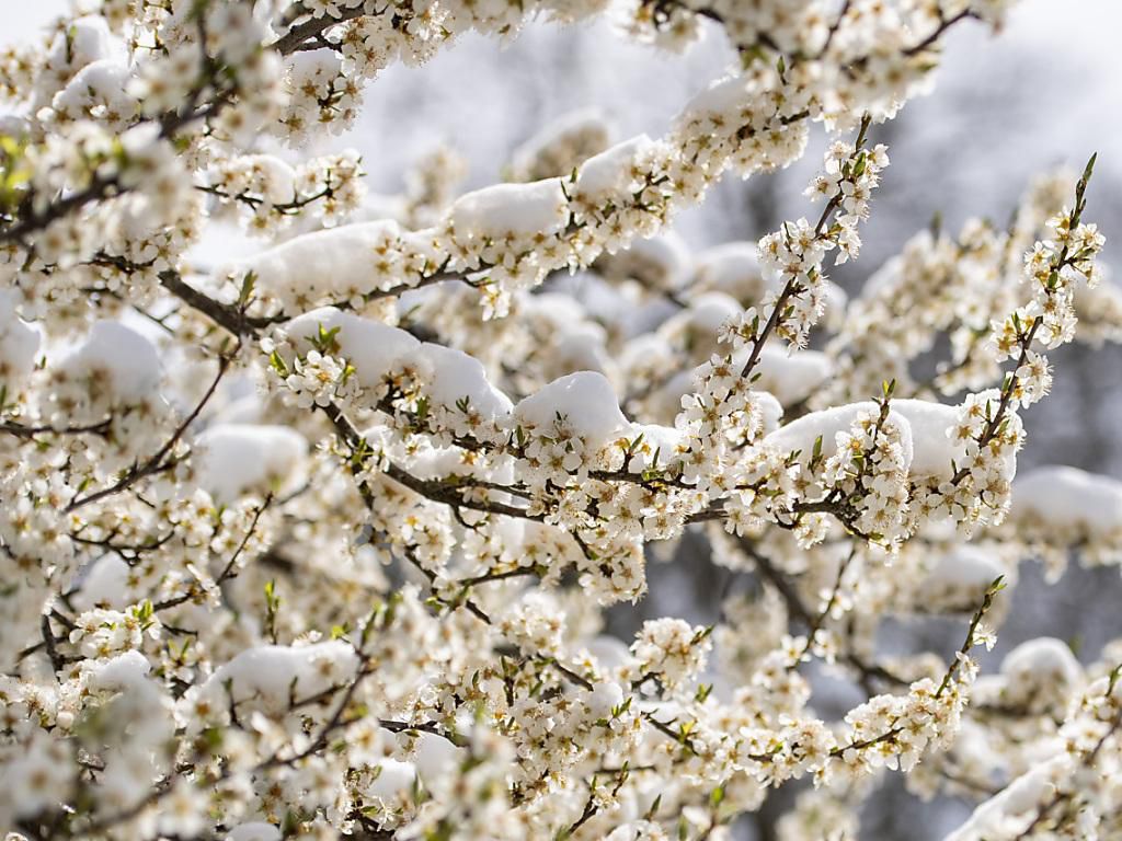 Météo en Suisse - Le front froid a provoqué une nuit glaciale | 24 heures