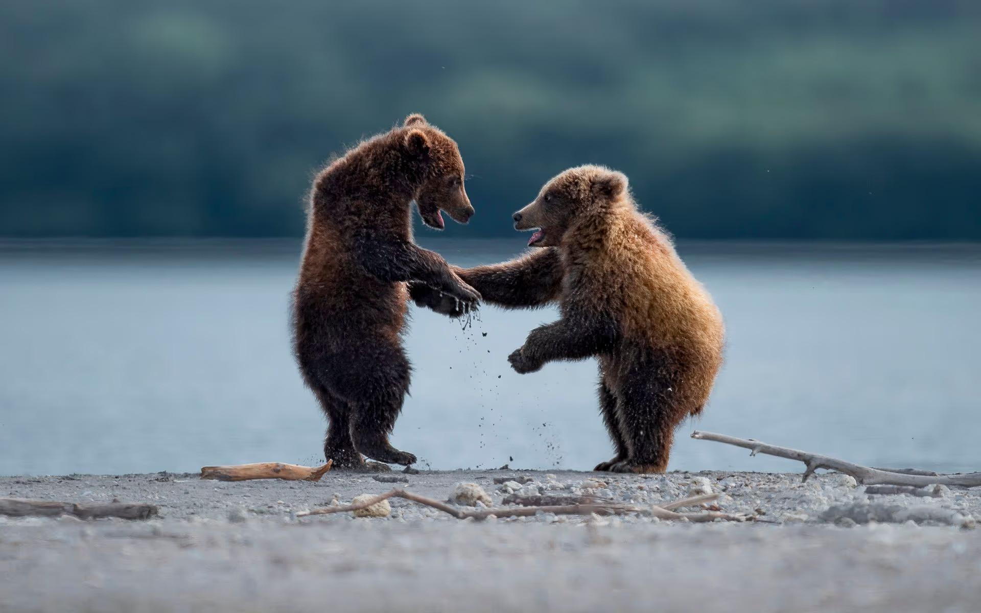 Comedy Wildlife Award: Lustigste Tierfotos 2023: Tiere sind auch nur ...