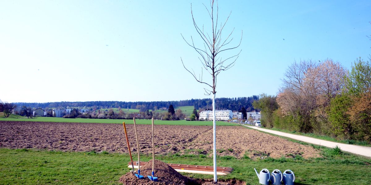 Winterthur: Stadtgrün lässt Bäume im Säuliamt «erziehen»