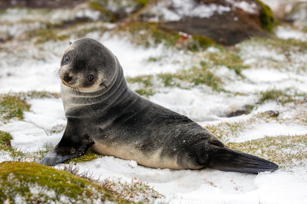 Tierwelt in der Antarktis – Besuch bei den furchtlosen Robben am Südpol ...