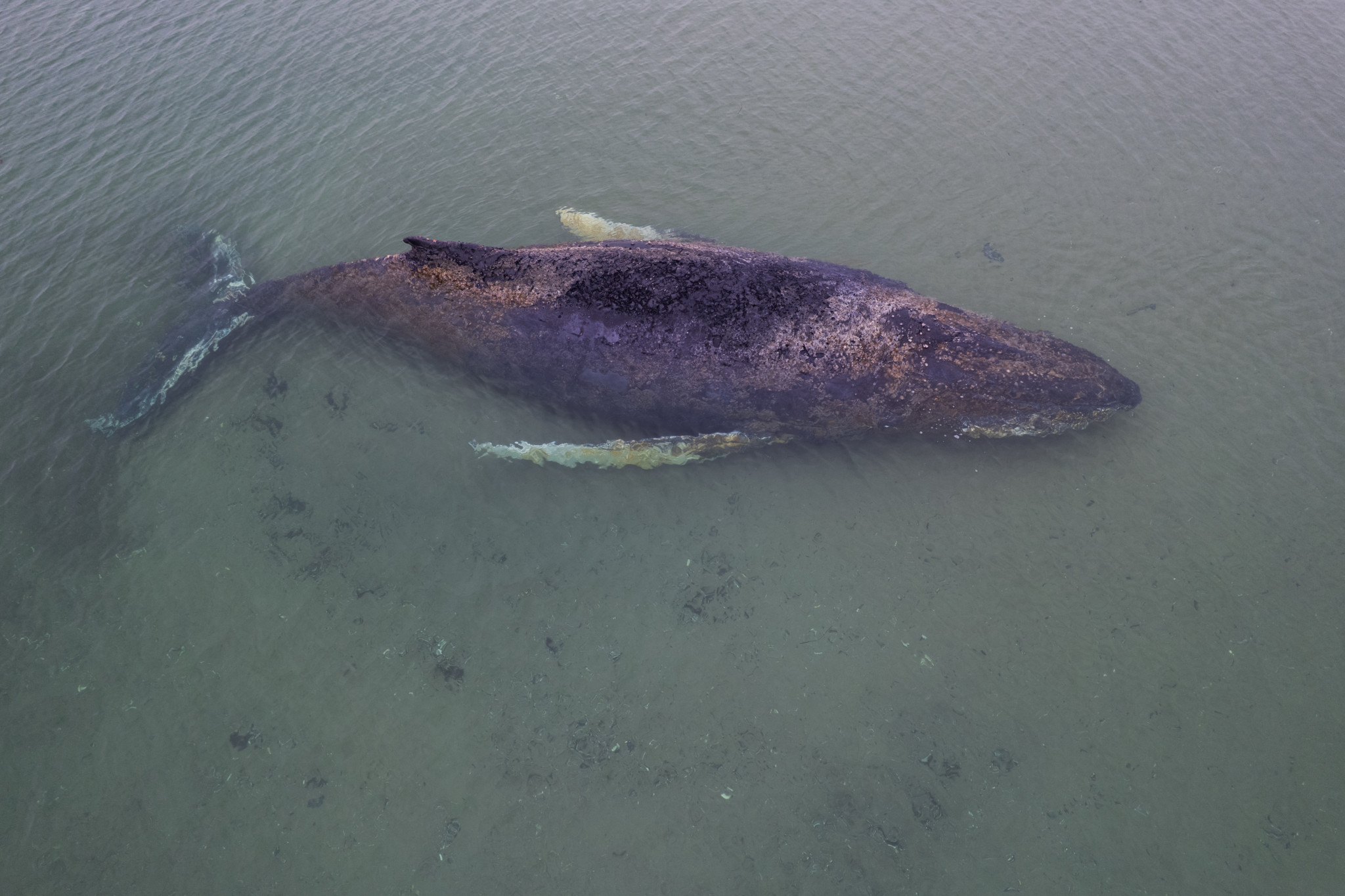Fribourg: le Musée d’histoire naturelle déménage sa baleine