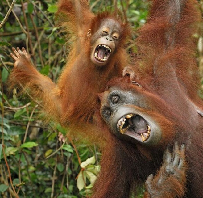Web: Ces animaux qui rigolent - Le Matin
