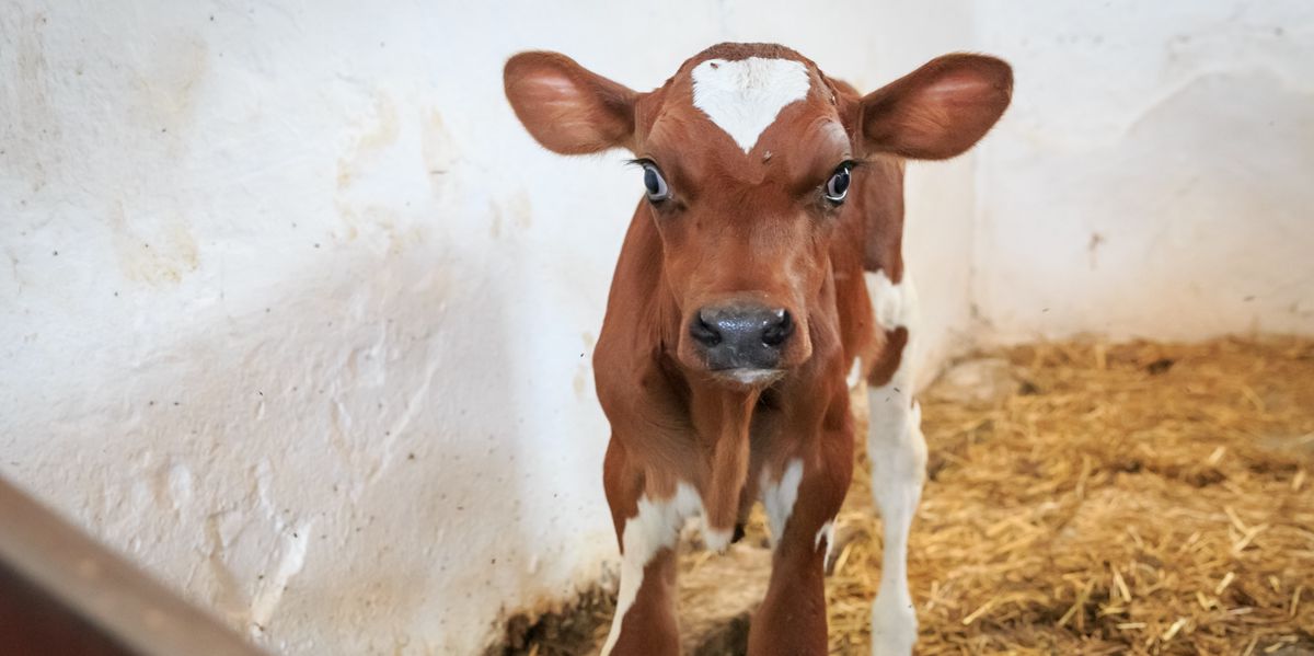 Tierquälerei Bern: Bauer wegen Tierschutzverstoss verurteilt