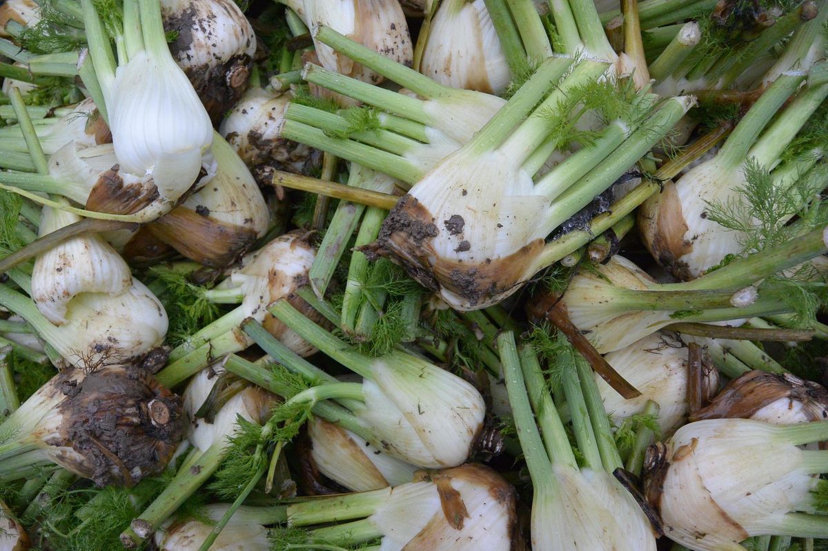 Food-Waste in der Region Winterthur – Warum krummes Gemüse immer noch ...