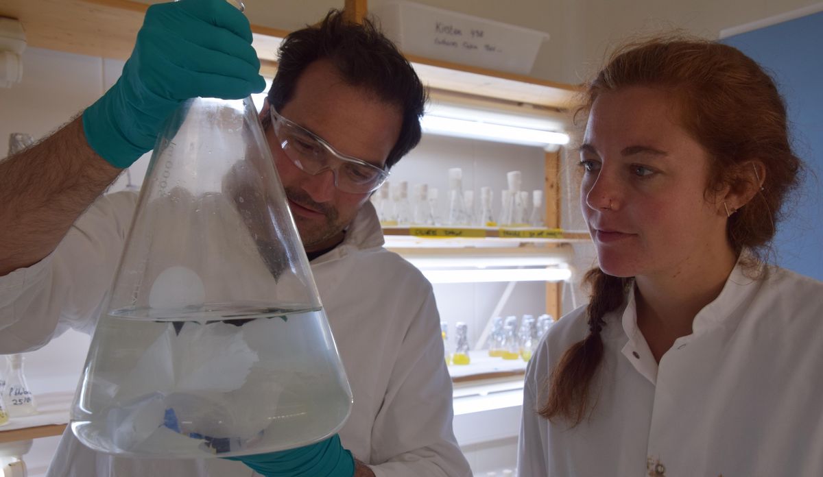 Plastikabbau im Salzwasser: Meeresbakterium Rhodococcus ruber kann ...