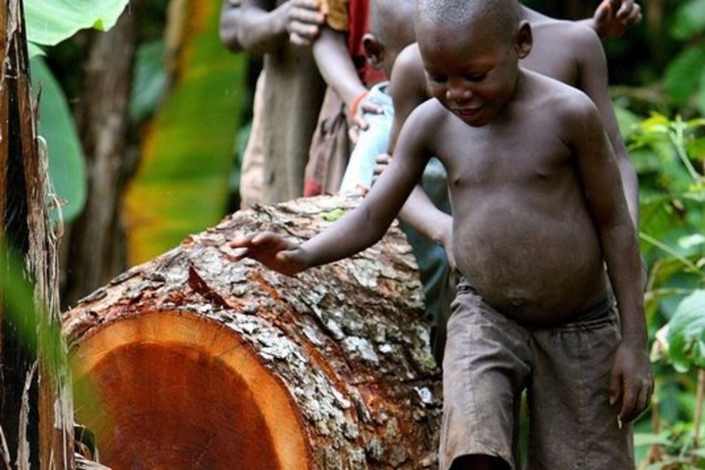 «2050 wird kein einziger Wald mehr übrig sein» | Basler Zeitung