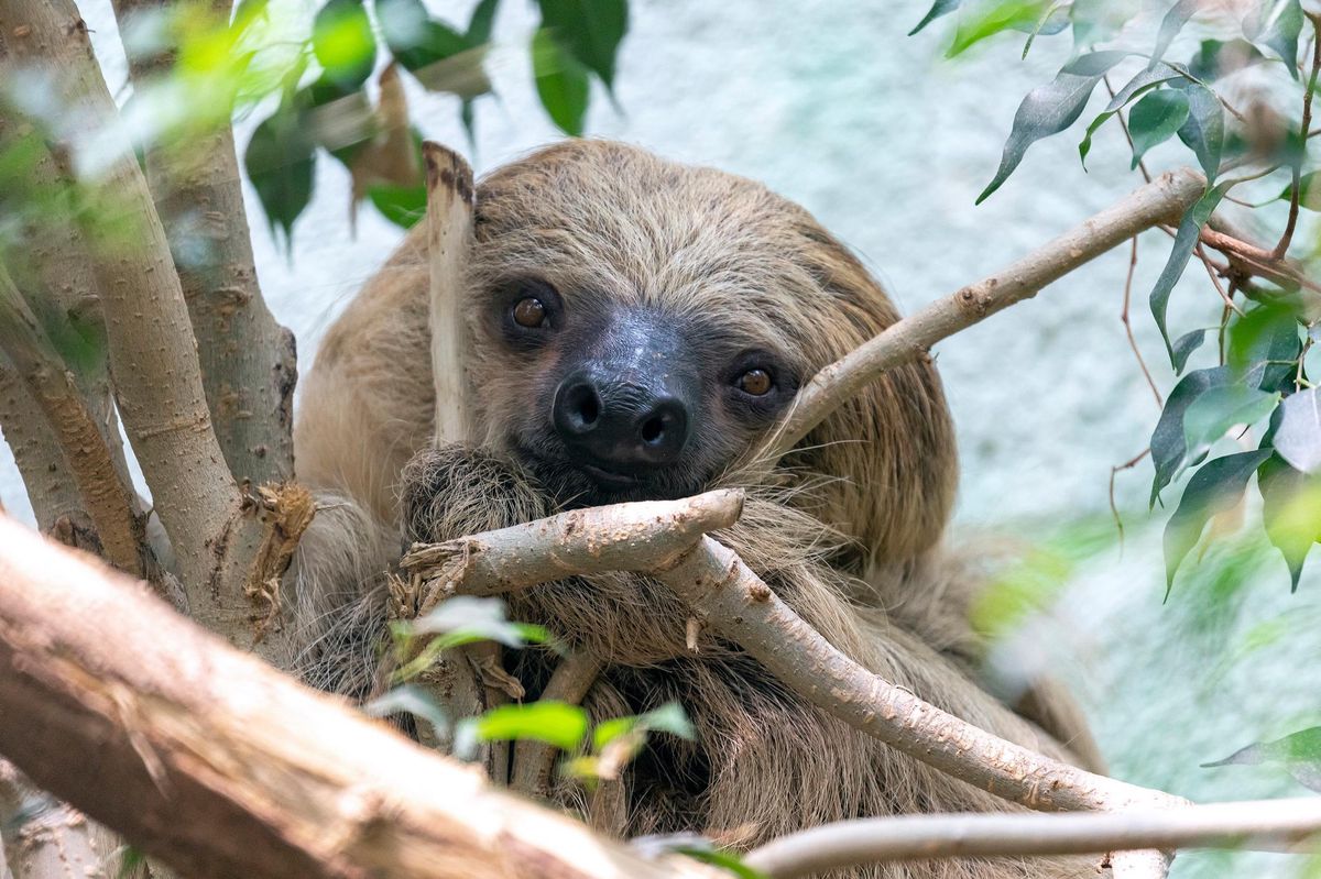Das Faultier im Porträt: Die charmanten Energiesparer | Tages-Anzeiger