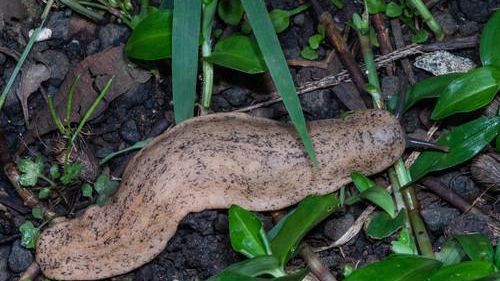 Cette limace, l'une des plus nuisibles au monde, se répand - L'essentiel