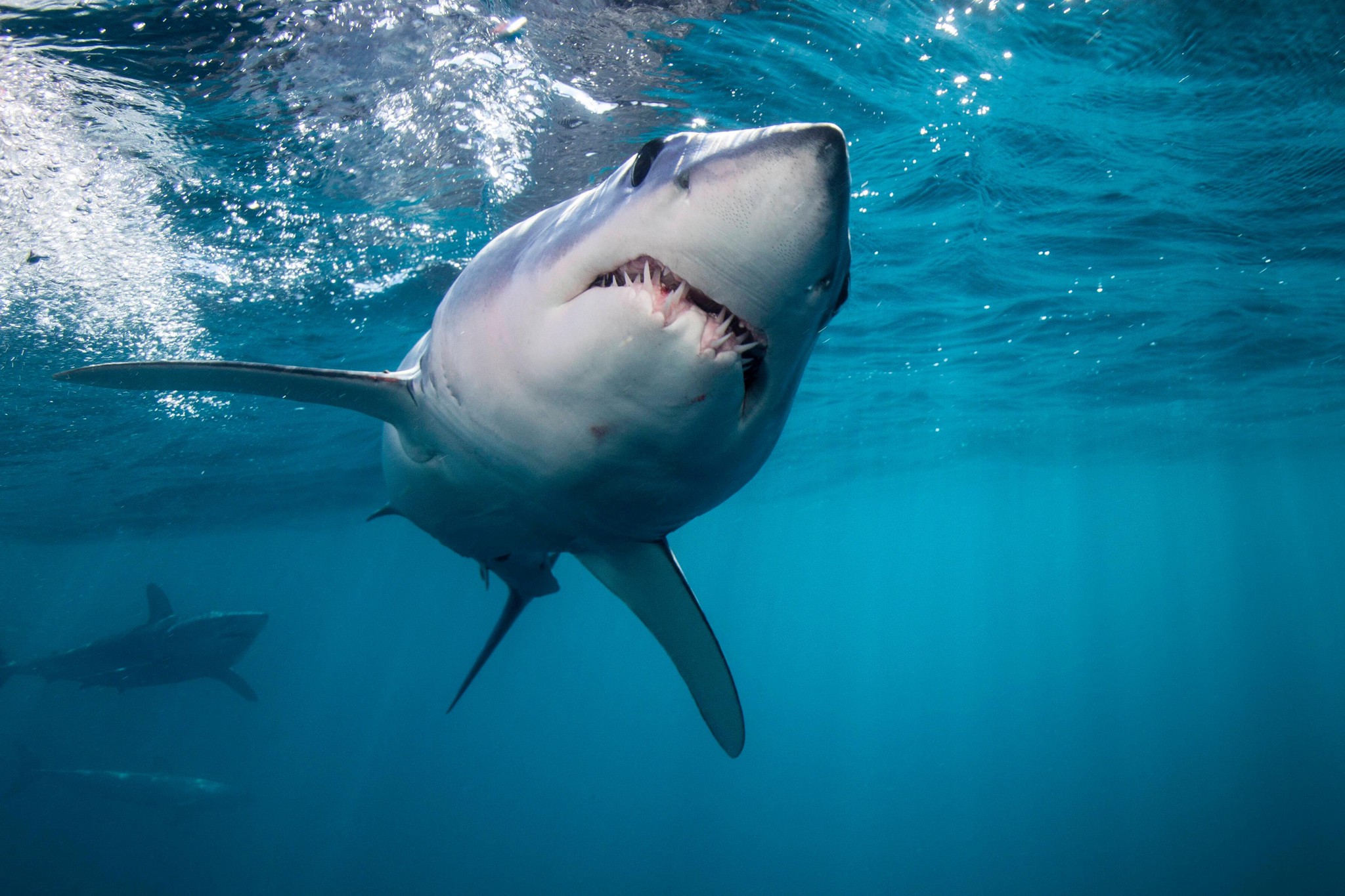 Hurghada: Hai-Attacke fordert zweites Todesopfer – Ägypten sperrt ...