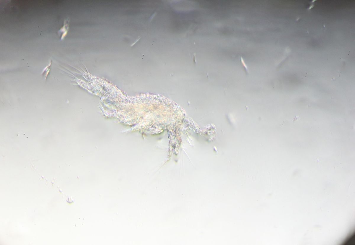 Neuchâtel: Une crevette préhistorique dans les eaux de l’Areuse - Le Matin