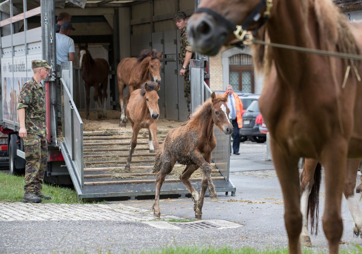 Tierrecht Schweiz: Fall Hefenhofen zeigt, Tiere brauchen Rechte ...