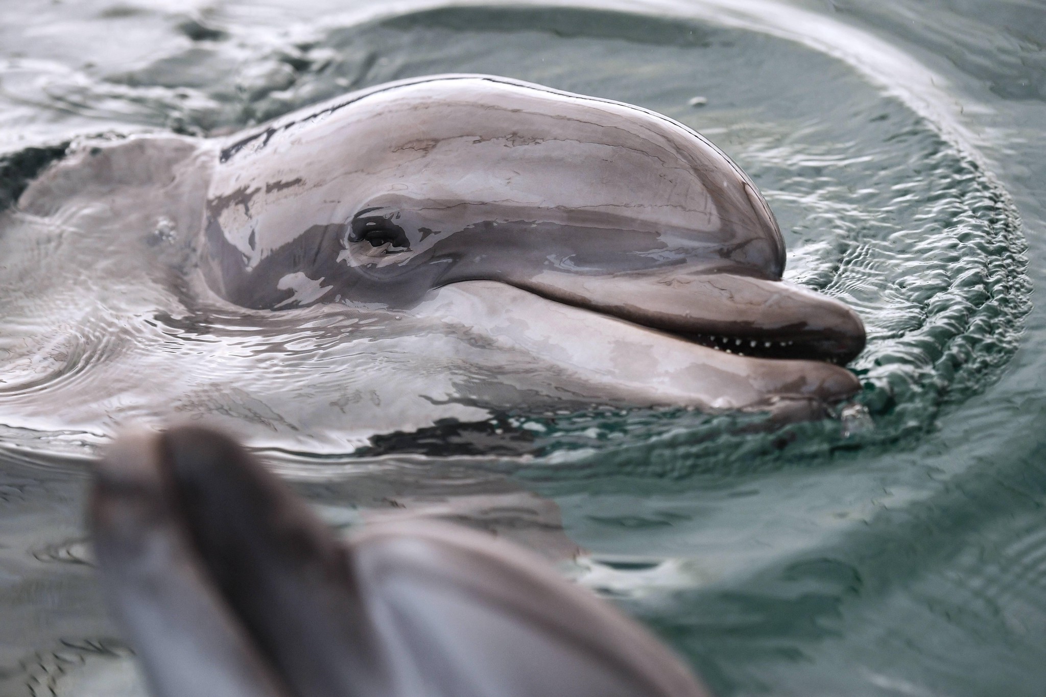 Laut Studie : Delfine erkennen ihre Freunde am Urin - L'essentiel