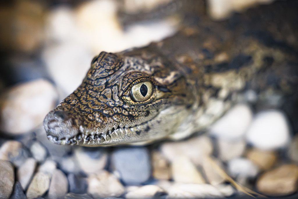 Vaud: Des crocodiles sacrés lausannois s’envolent pour le Maroc | 24 heures