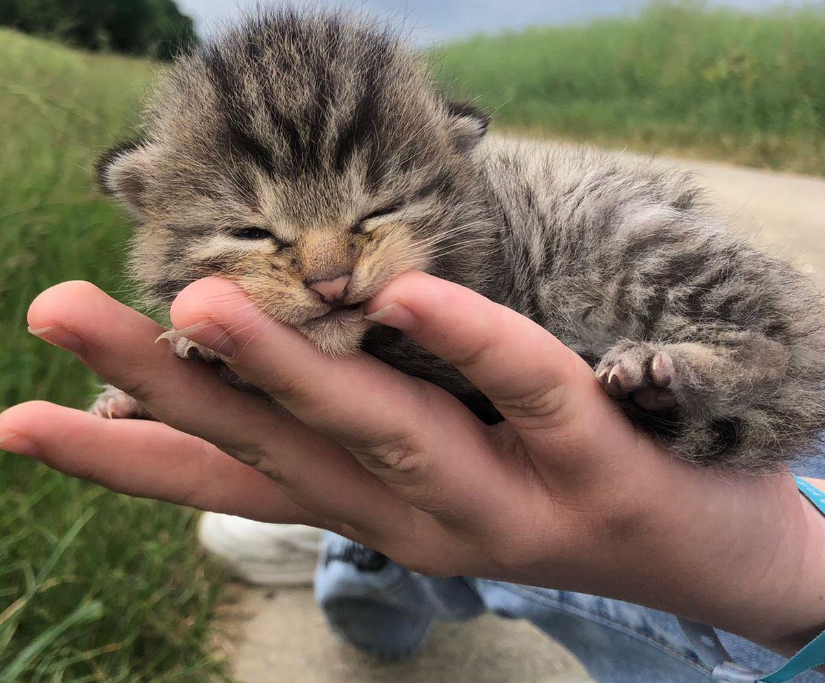 Histoire naturelle insolite: Les trois chatons mignons étaient en fait ...