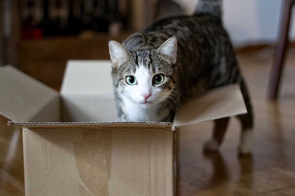 Sechs Katzen sind genug | Der Bund