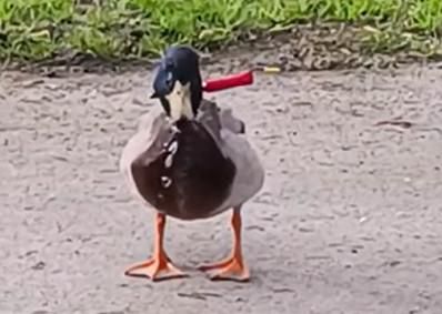 France: Un canard avait un couteau planté dans le cou - Le Matin