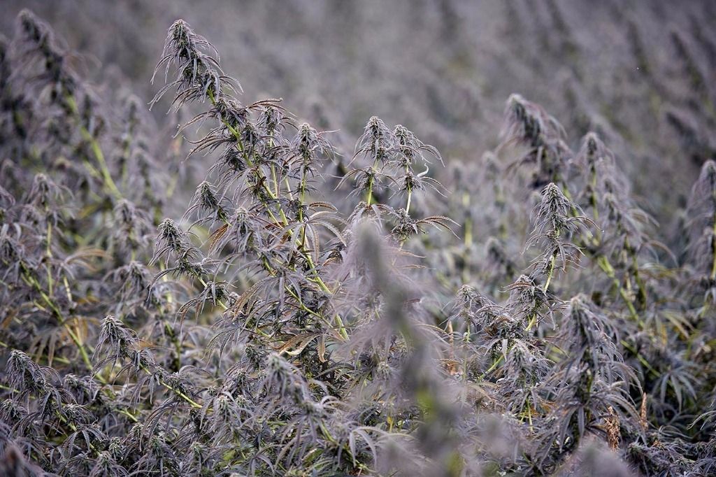 Biel beteiligt sich an Berner Cannabis-Pilotprojekt | Der Bund
