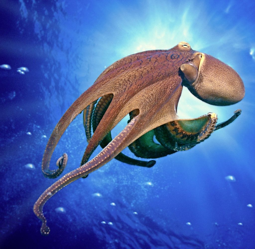 Fischer fangen 2000 statt 150 Tonnen – Rätselhafte Oktopus-Schwemme im ...