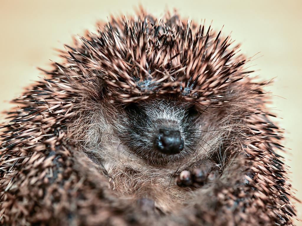 WWF-Appell wegen Artensterben: Igel, Feldhase und Auerhuhn in der Schweiz auf der roten Liste ...
