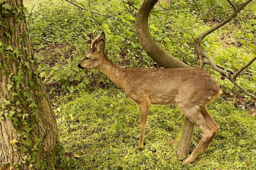 Chevreuil perdu en plein quartier d'habitations | Tribune de Genève