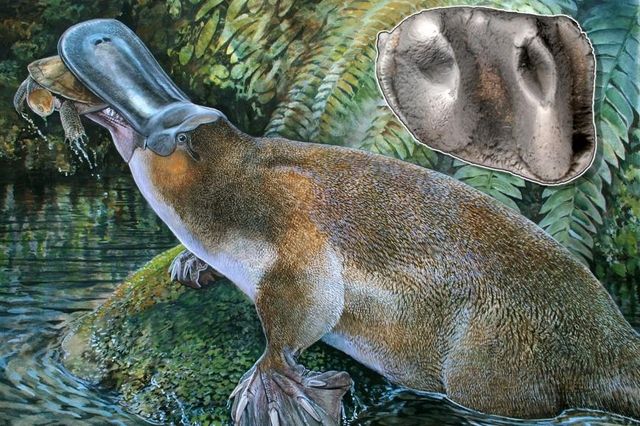Australie: Le fossile d'un ornithorynque géant mis au jour - Le Matin