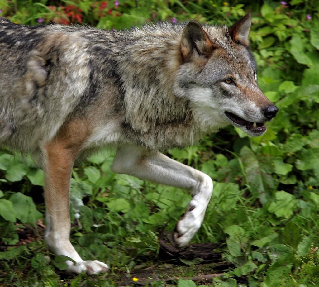 La Suisse est épinglée pour sa régulation du loup | 24 heures