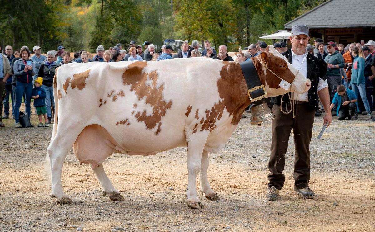 Viehschau im Naturpark Diemtigtal: Amylou ist die neue «Miss Street ...