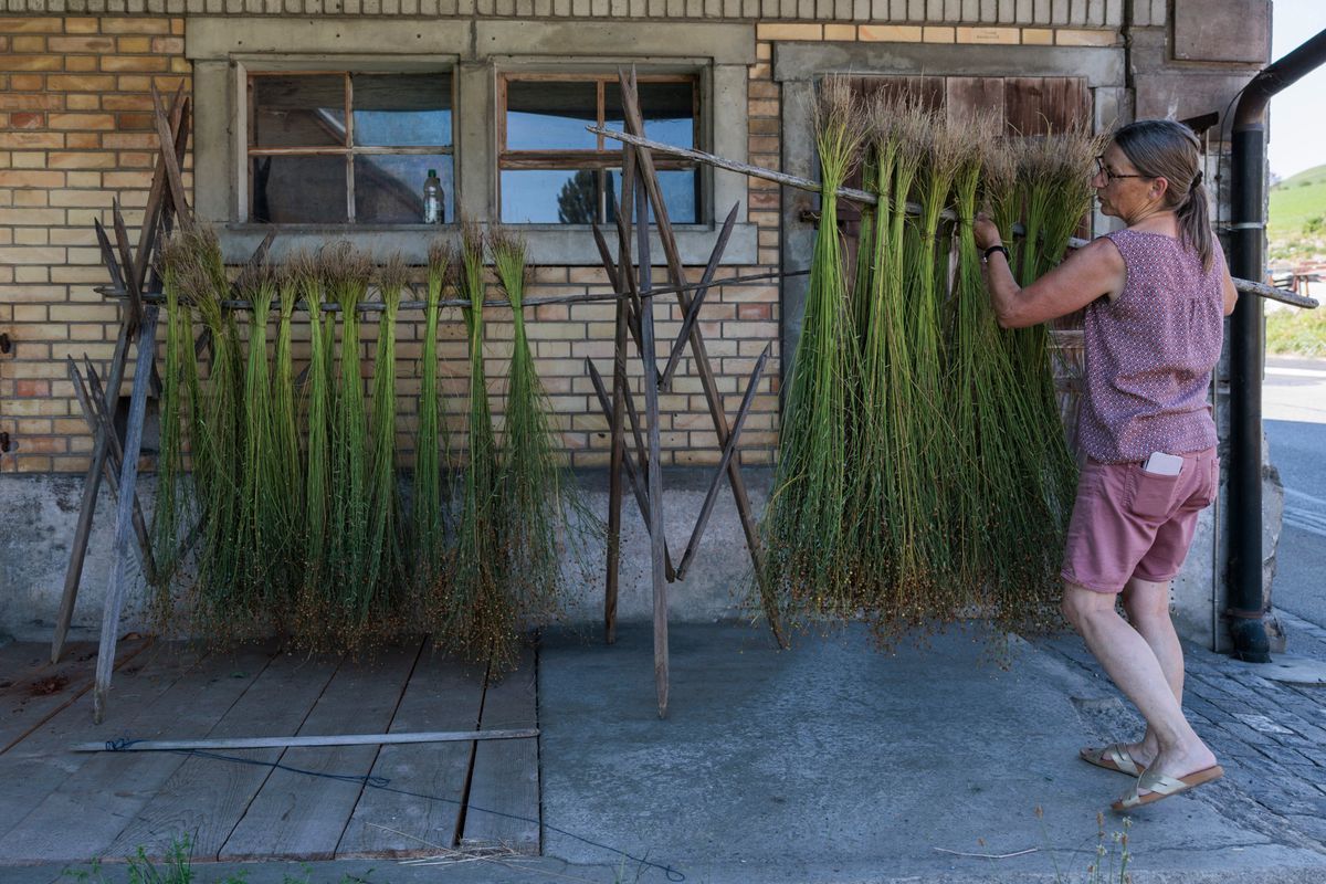 Brächete in Zäziwil: Der Flachs wird geerntet | Berner Zeitung