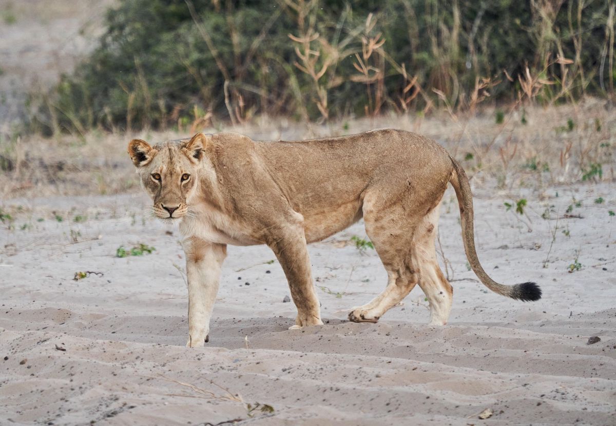 Afrique du Sud: Une lionne s’éclipse d’un pick-up en marche - Le Matin