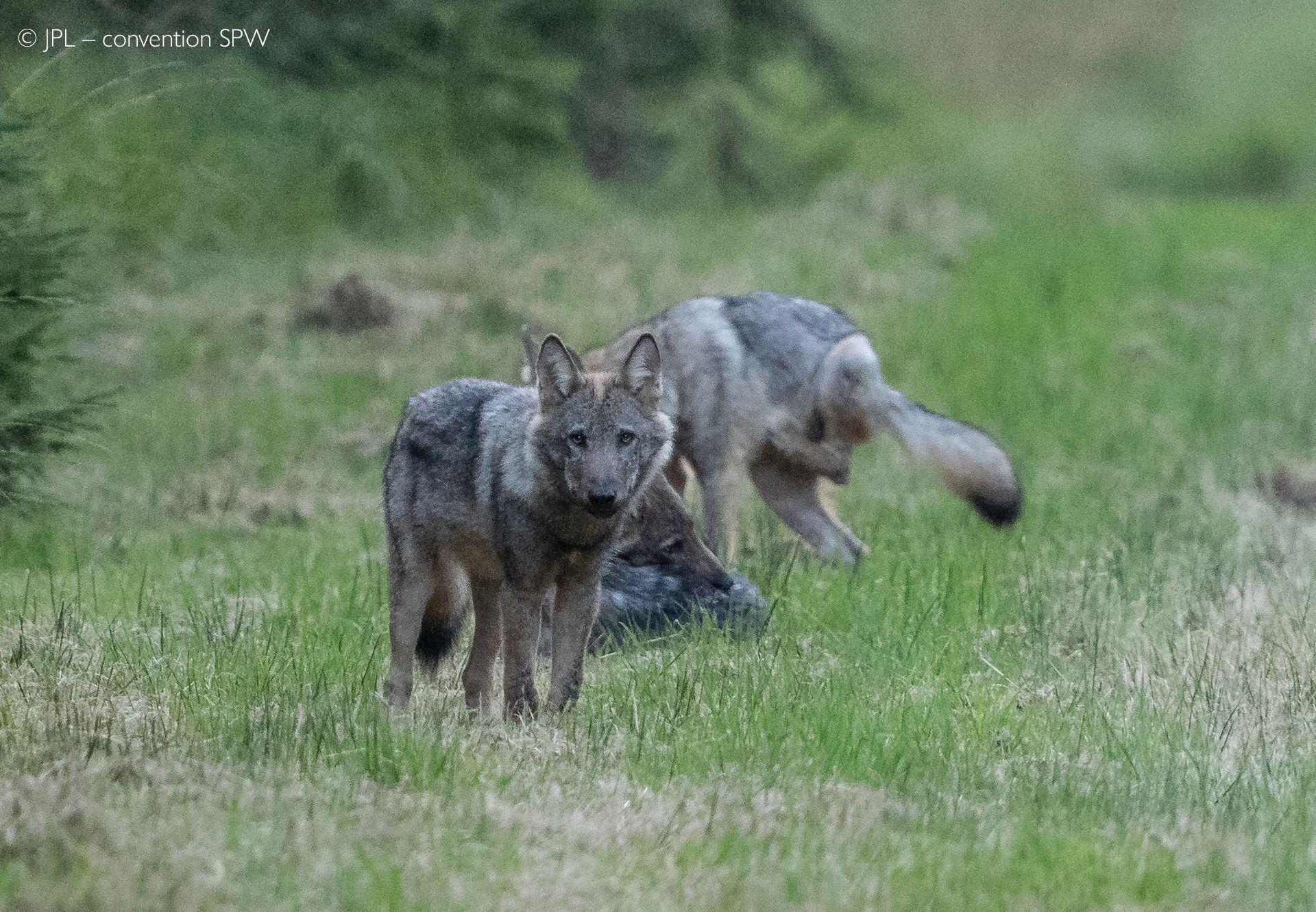 Débat au Luxembourg: «Le retour du loup dans la région, c’est un bon ...
