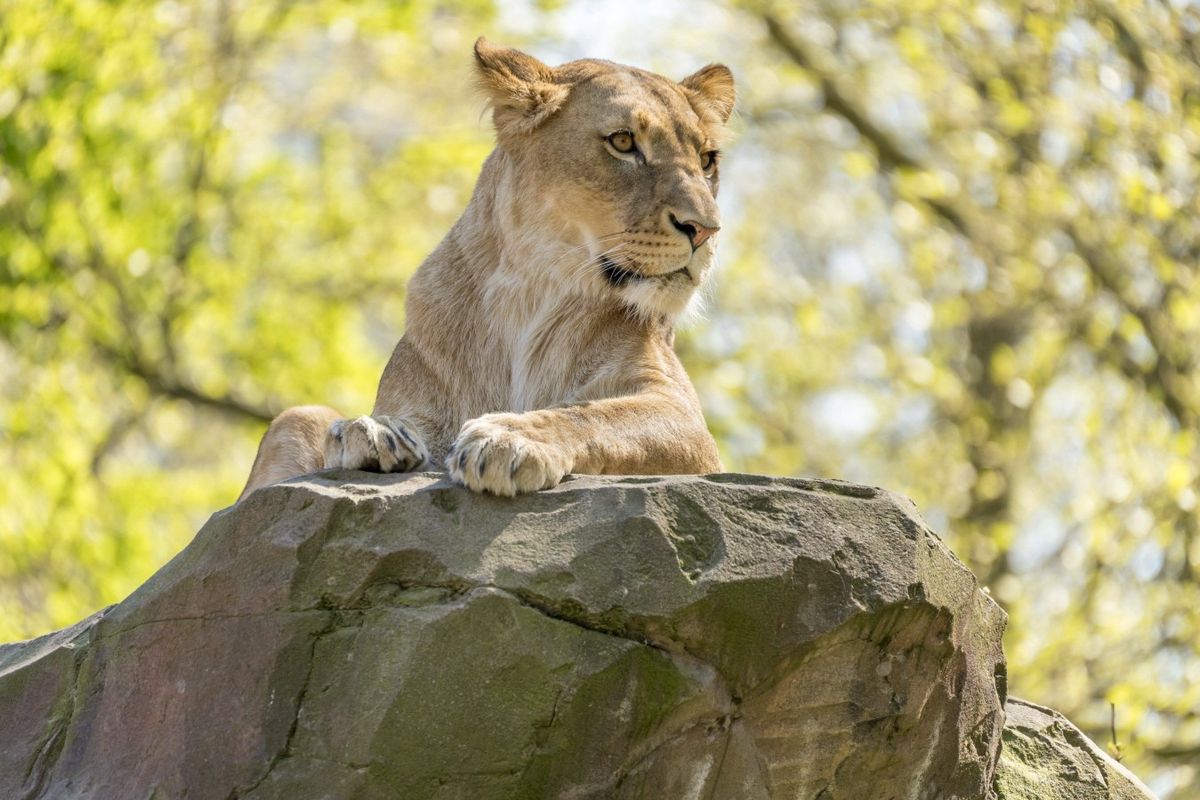 Suche in Berlin: Wer vermisst eine Löwin? | Der Bund