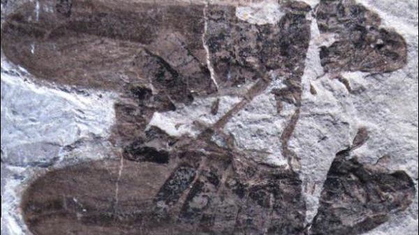 Fossile rarissime – Ils copulent depuis 165 millions d'années - L'essentiel