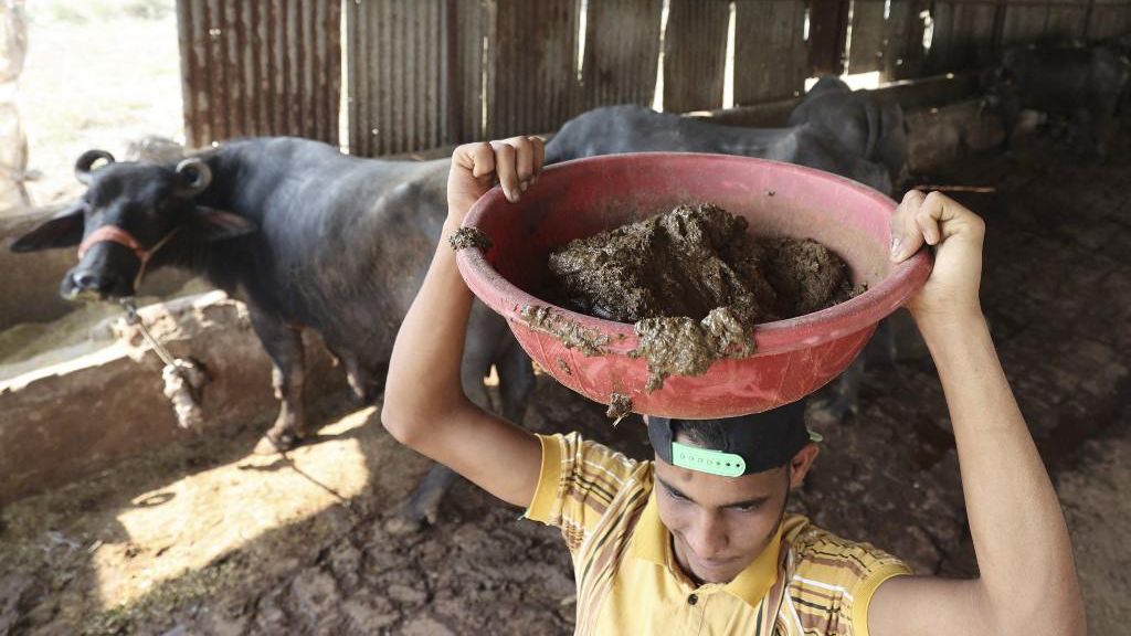 Énergies renouvelables: L’Inde mise sur la bouse de vache, une source ...