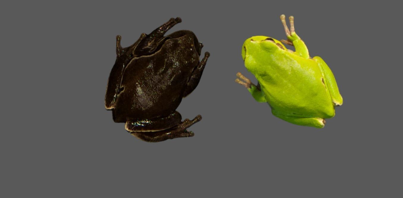 Mutanten beim AKW: Tschernobyl-Frösche ändern Farbe gegen die Strahlung ...