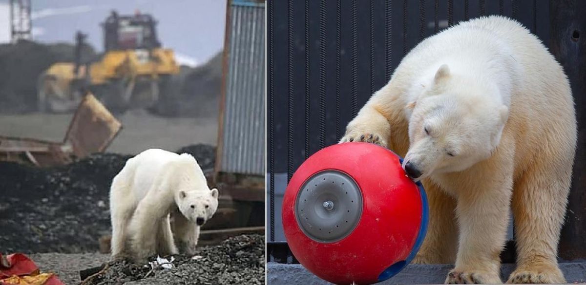 En Russie – L'ourse polaire errante a repris du poil de la bête - L ...
