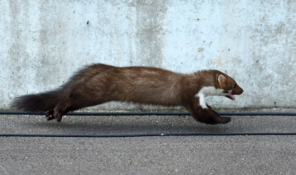 Kolumne: Der Marder aus der echten Welt | Berner Zeitung