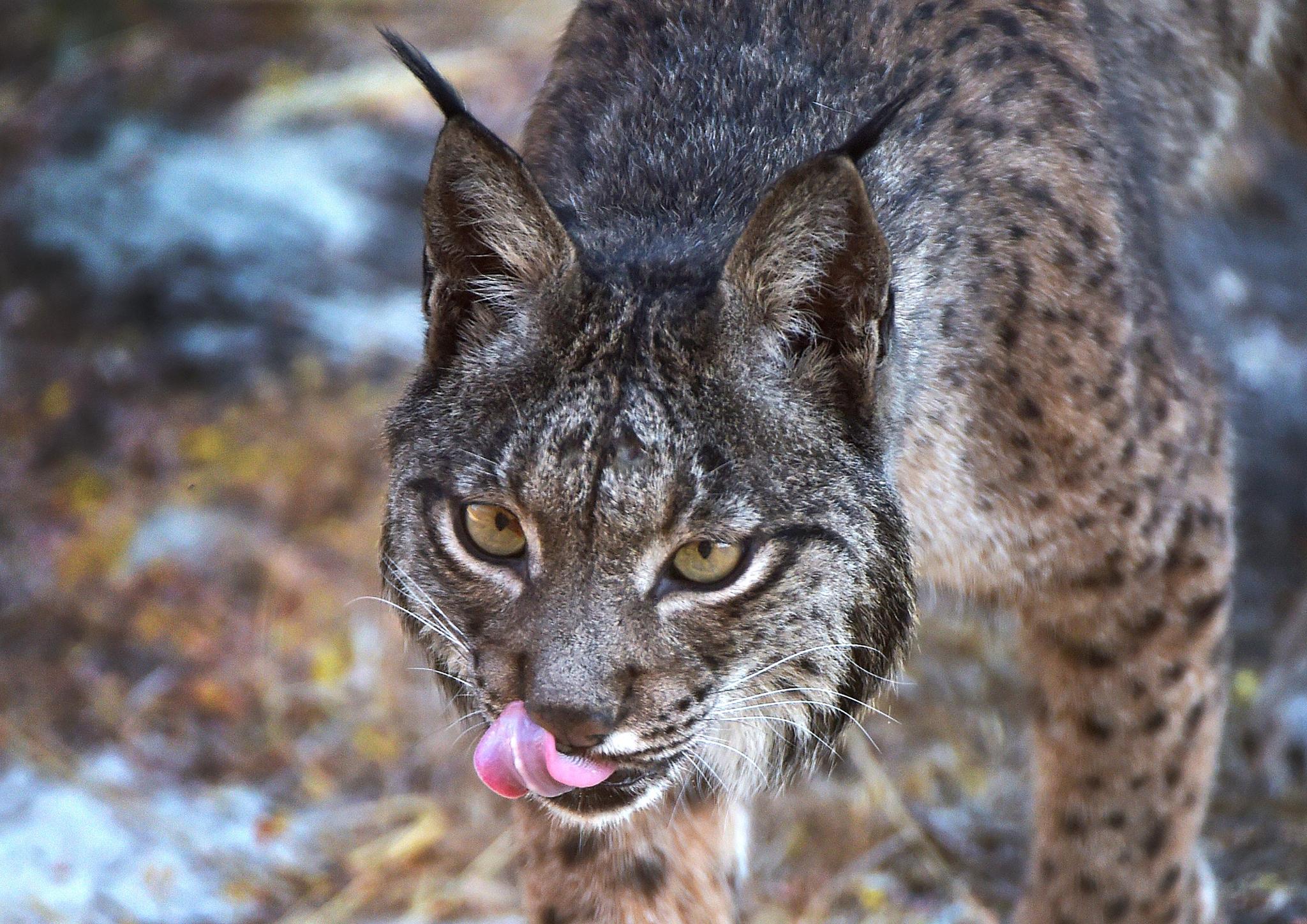 Espagne - Le lynx sauvé de l’extinction par un programme d’élevage en ...