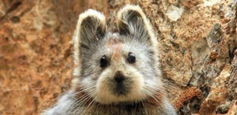 Ili-Pfeifhase – Das süßeste Tier der Welt ist auch das rarste - L'essentiel