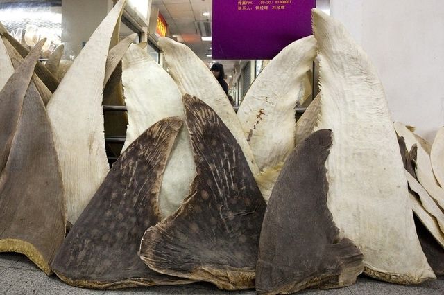 Wie die Haifischflossensuppe auf eine Zürcher Menükarte kam | Tages ...