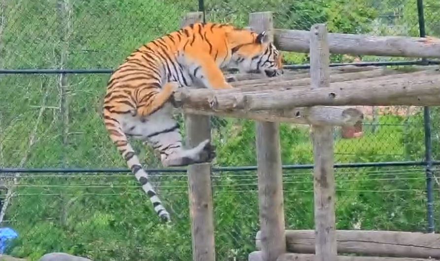 Tragic Accident at Colorado Zoo: Tiger Female Mila's Fatal Dental ...