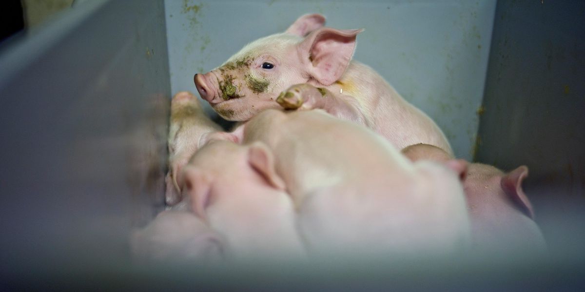 Tierquälerei: Berner Bauer kastrierte Ferkel ohne Narkose | Der Bund