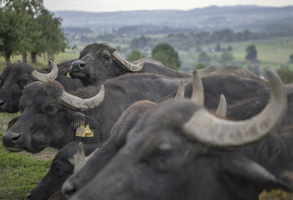 Canton d'Argovie: Mozzarella de bufflonne fabriquée en Suisse - Le Matin