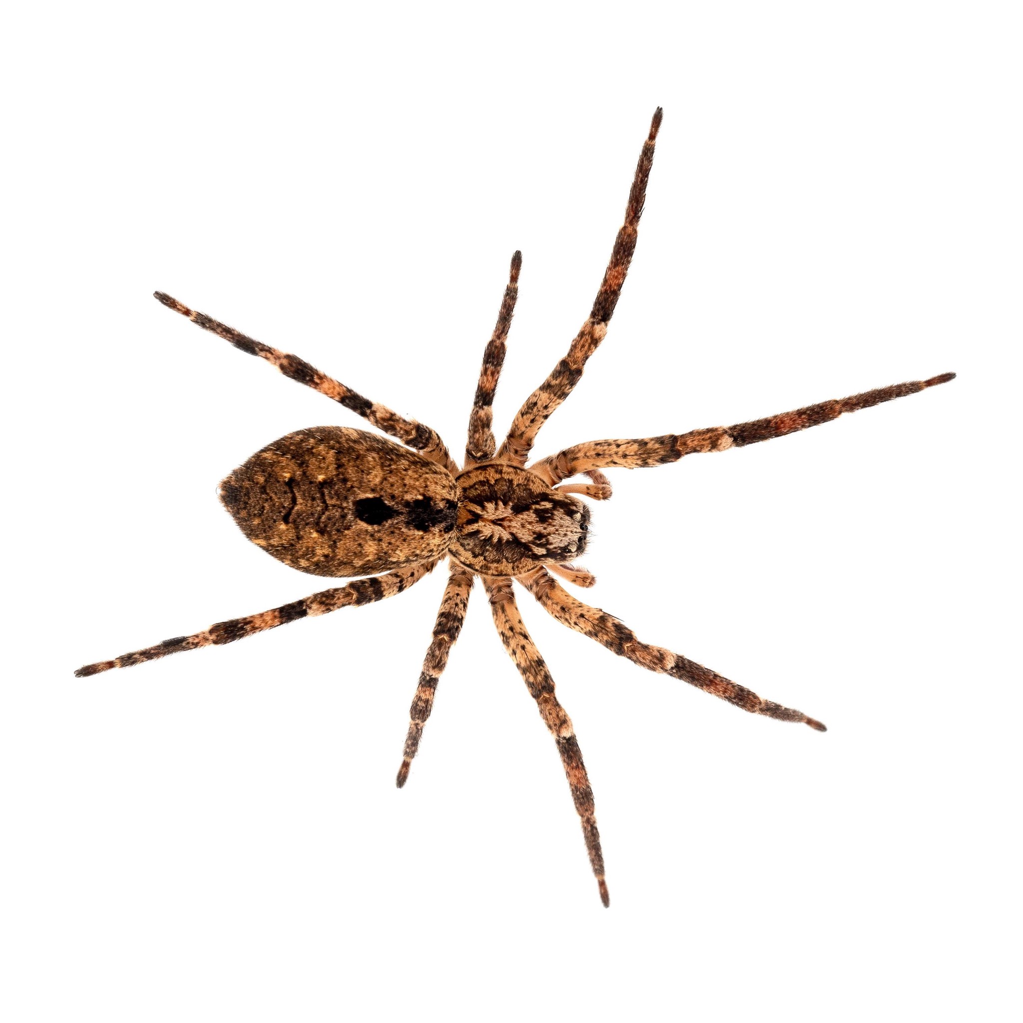 Petites bêtes: L’araignée Nosferatu est effrayante mais pas méchante ...