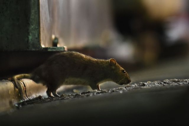 Japon: La crainte d'un exode massif de milliers de rats - Le Matin