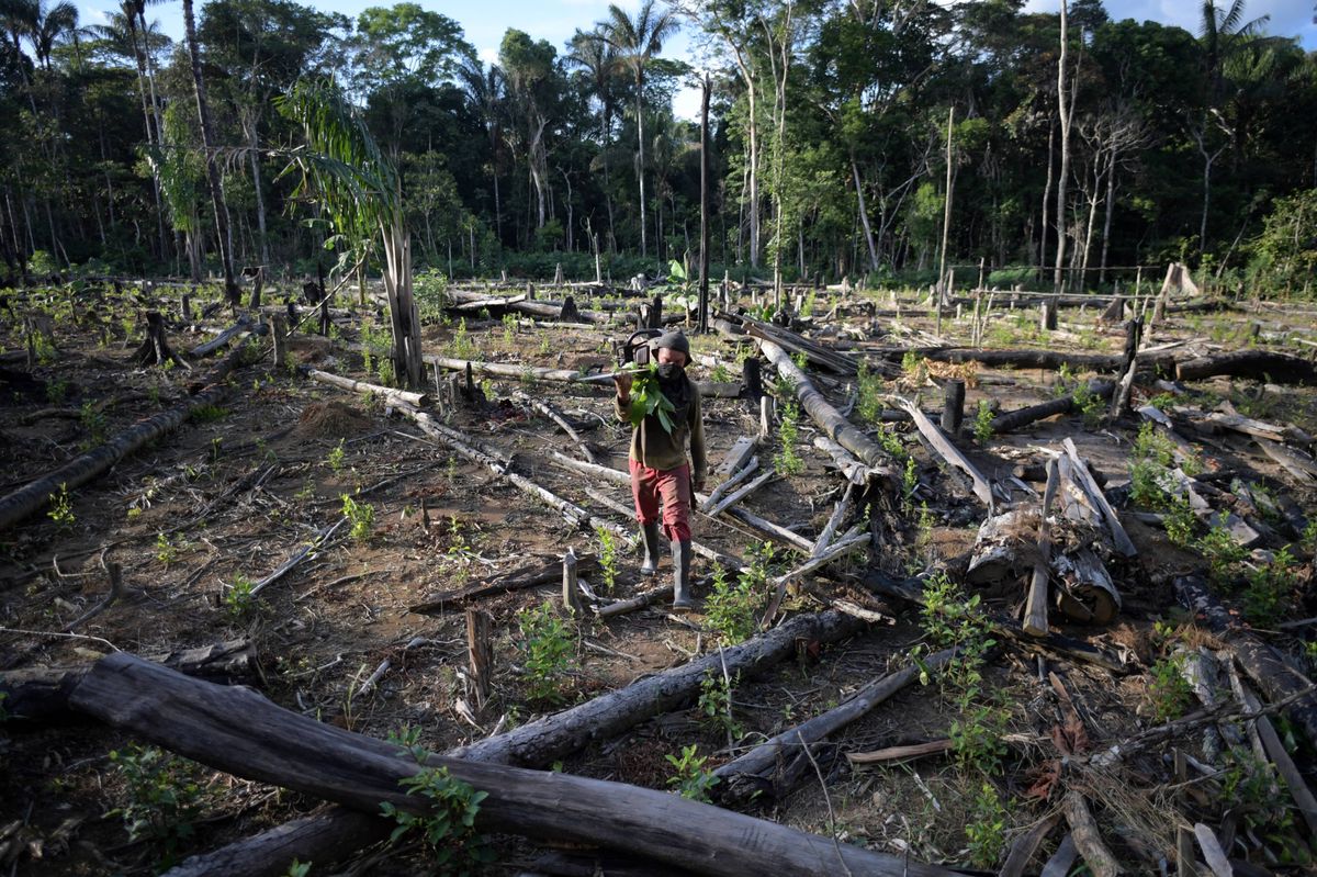 Colombie: déforestation en baisse en 2023 | 24 heures