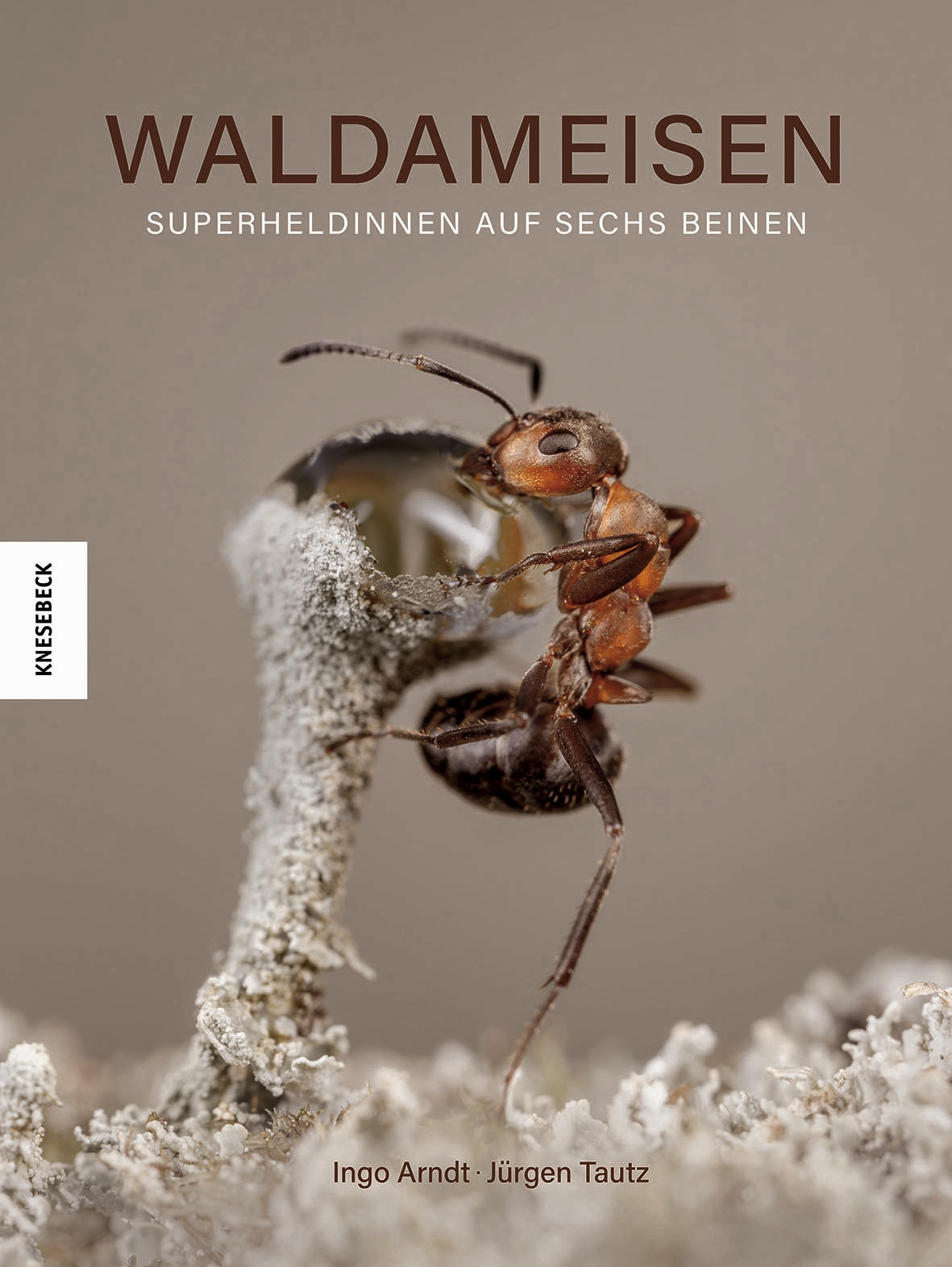 Faszinierend Lngste Serie Der Welt Fotos